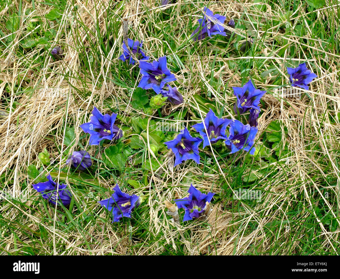 Close up of Blue Gentian alpine flowers growing in meadow Stock Photo ...