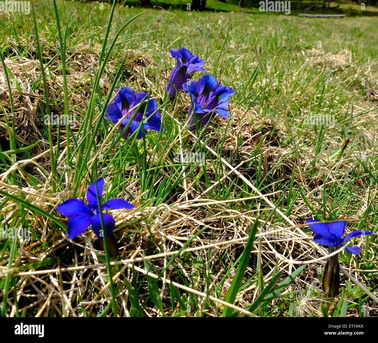Close up of Blue Gentian alpine flowers growing in meadow Stock Photo ...