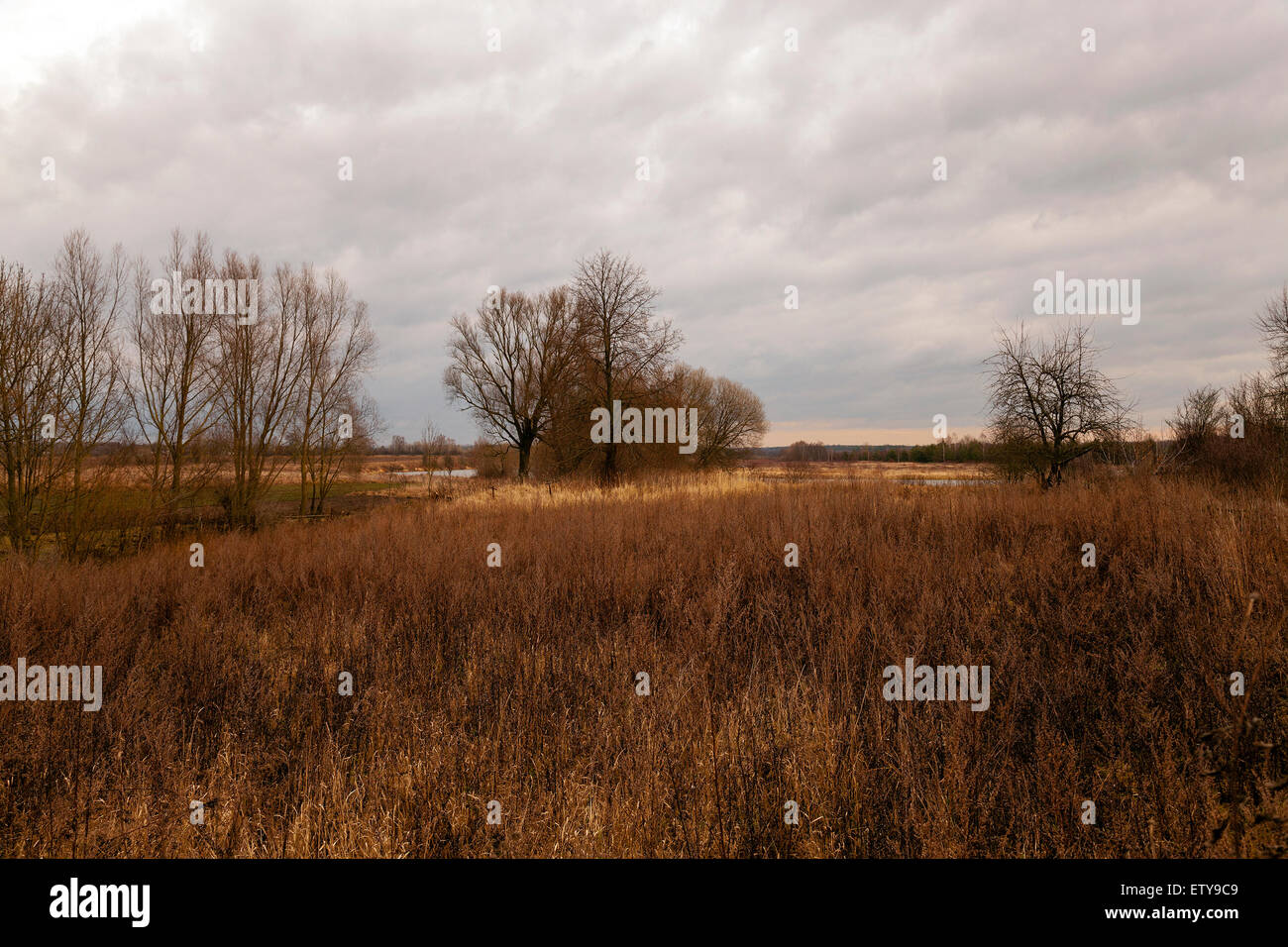 Stem dried high grass hi-res stock photography and images - Alamy