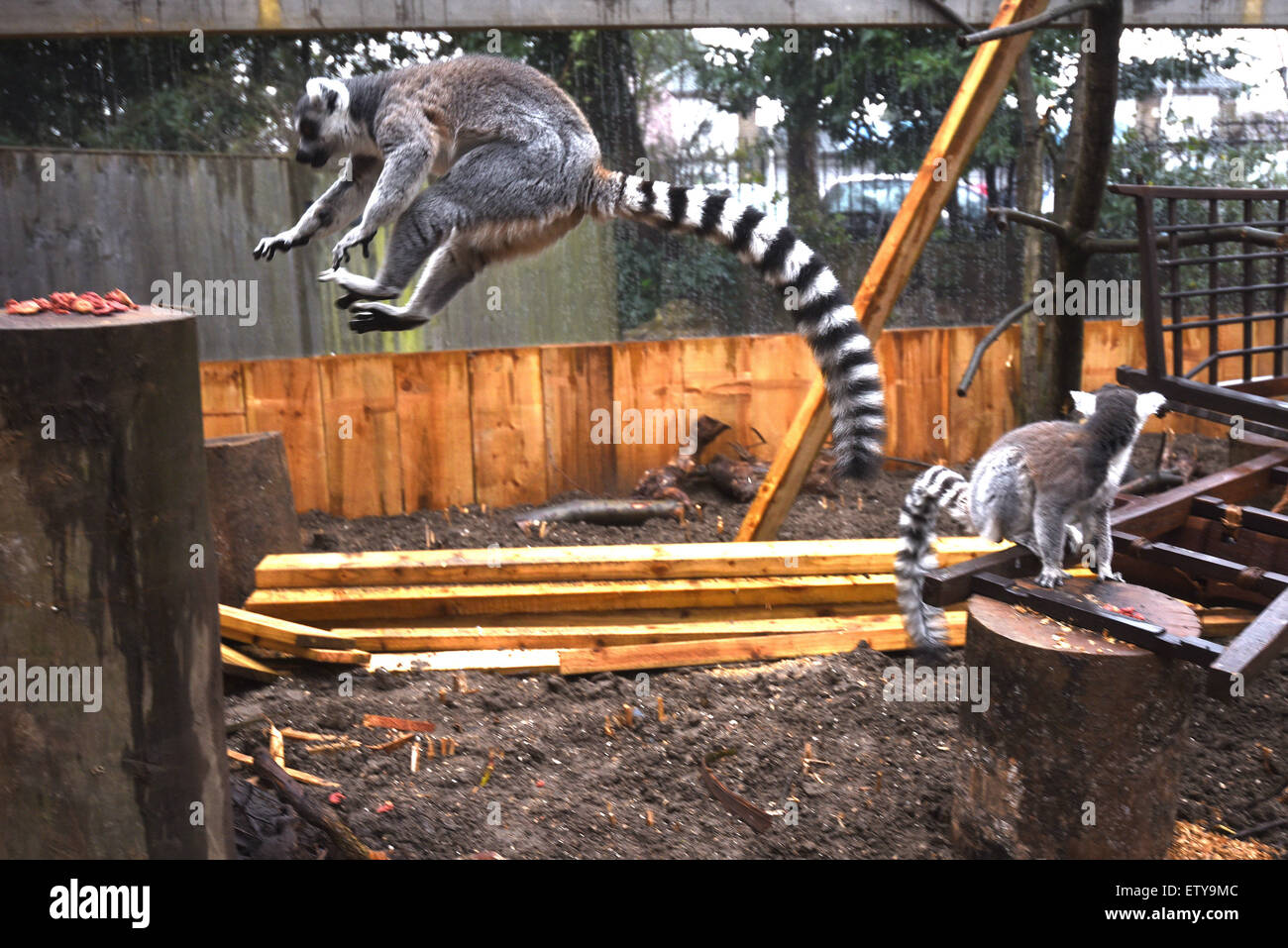 Lemurs move into swanky new home. ‘In with the Lemurs’ walk through ...