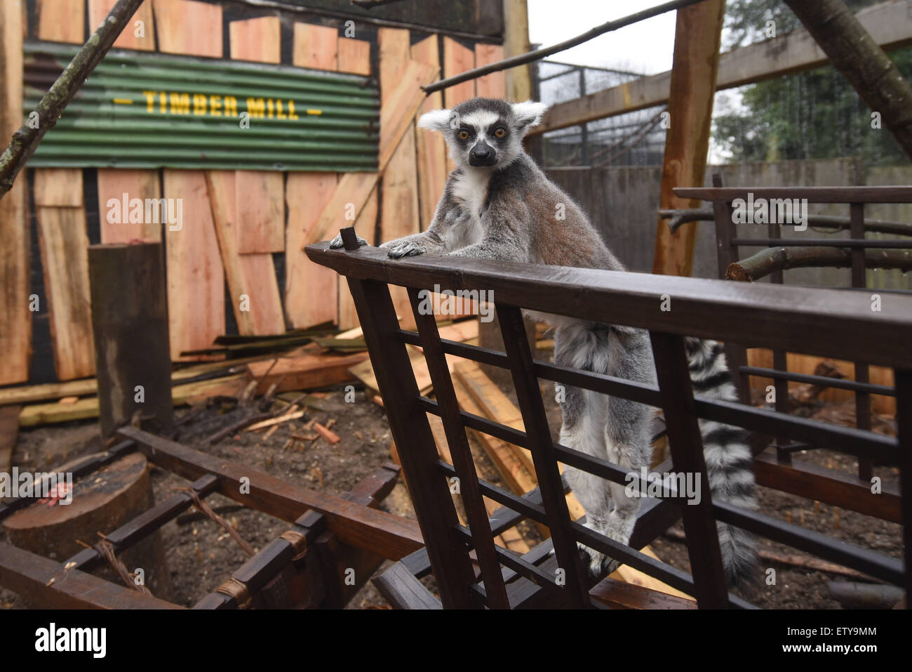 Lemurs move into swanky new home. ‘In with the Lemurs’ walk through ...