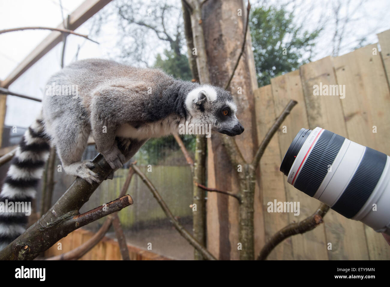 Lemurs move into swanky new home. ‘In with the Lemurs’ walk through ...