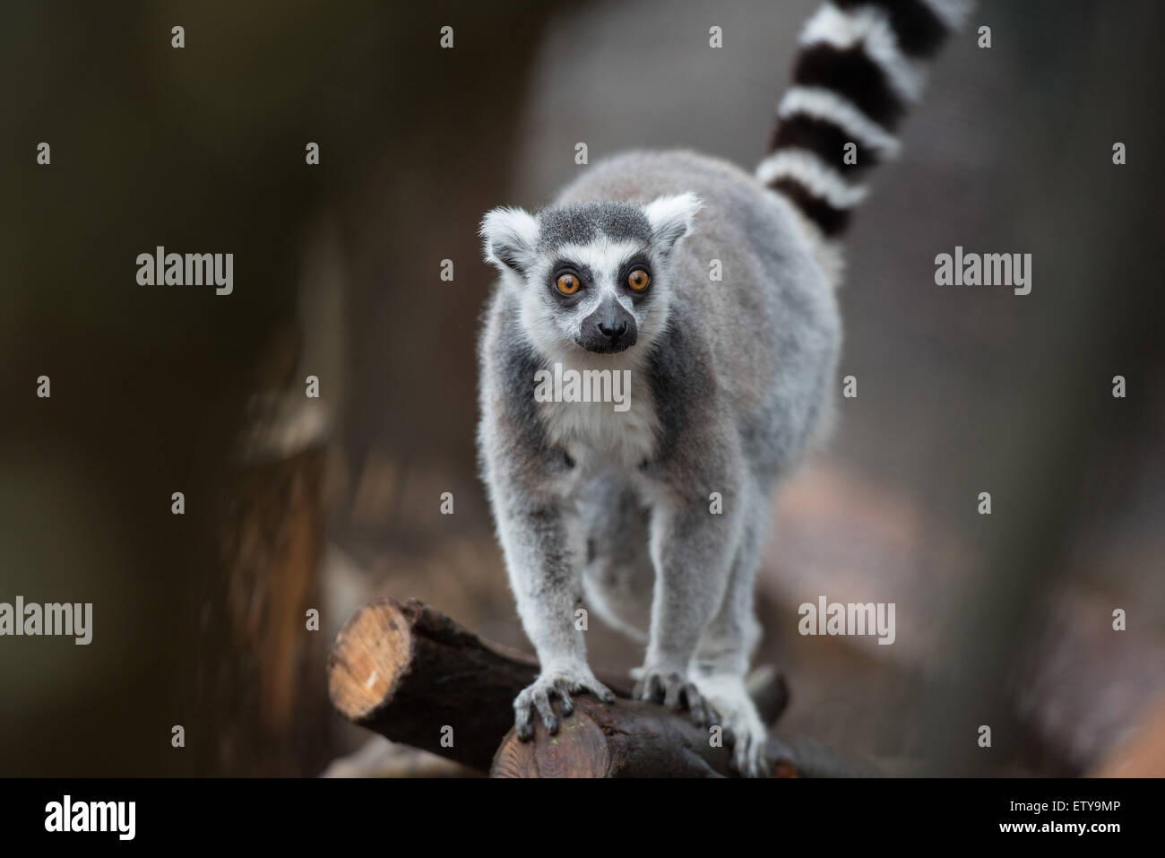 Lemurs move into swanky new home. ‘In with the Lemurs’ walk through ...