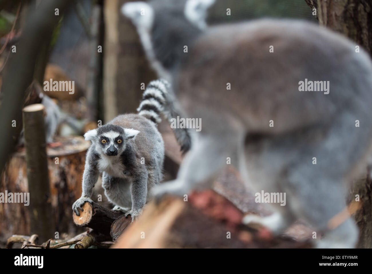 Lemurs move into swanky new home. ‘In with the Lemurs’ walk through ...