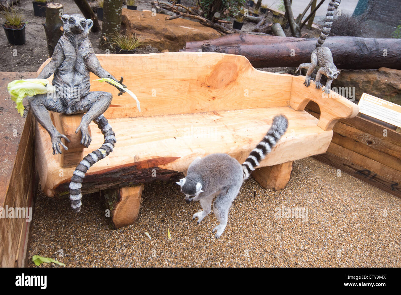 Lemurs move into swanky new home. ‘In with the Lemurs’ walk through ...