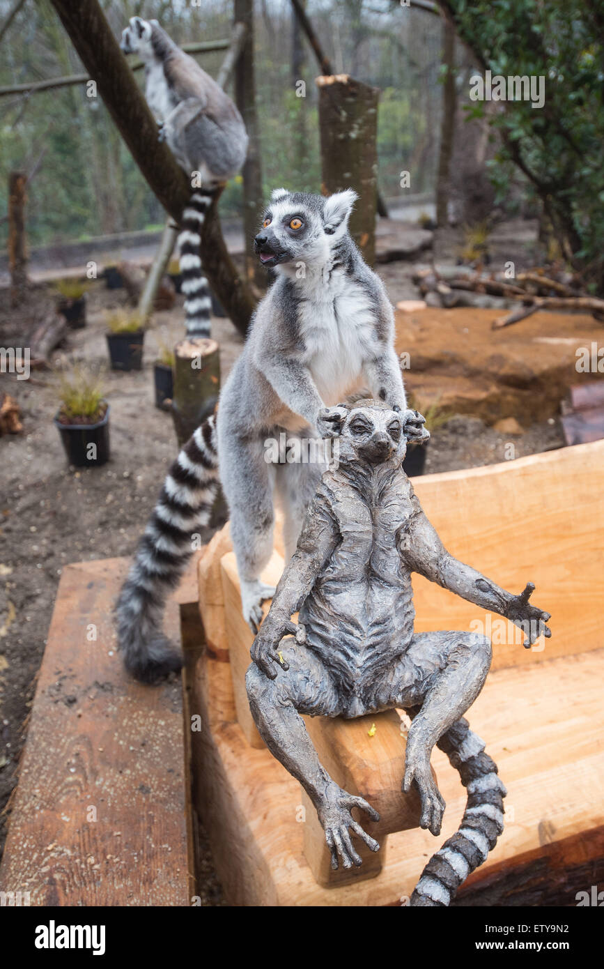 Lemurs move into swanky new home. ‘In with the Lemurs’ walk through ...