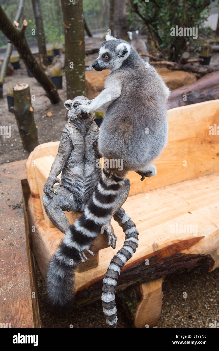 Lemurs move into swanky new home. ‘In with the Lemurs’ walk through ...