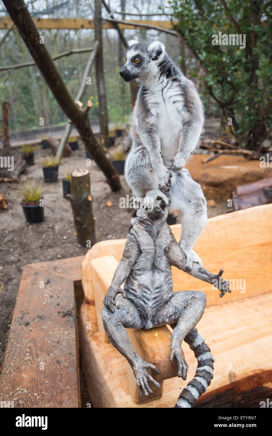 Lemurs move into swanky new home. ‘In with the Lemurs’ walk through ...