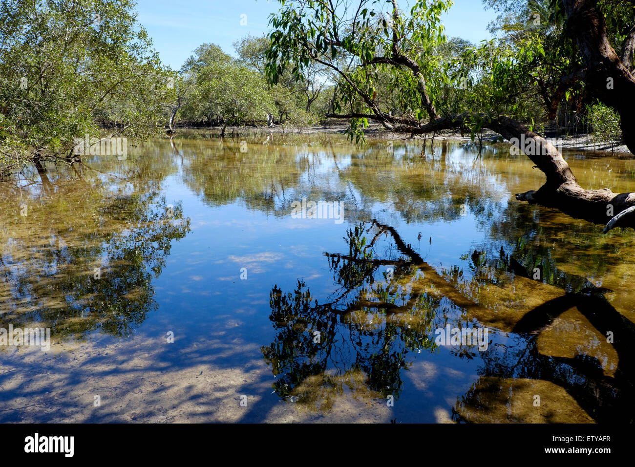 At Myora Springs Stock Photo - Alamy