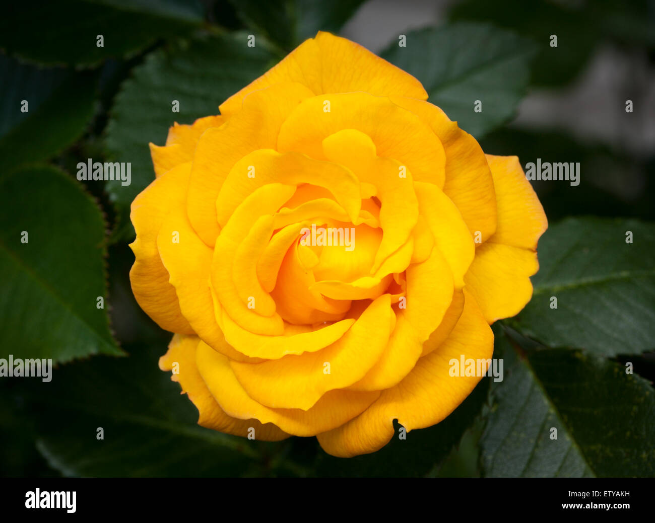 Yellow rose hi-res stock photography and images - Alamy