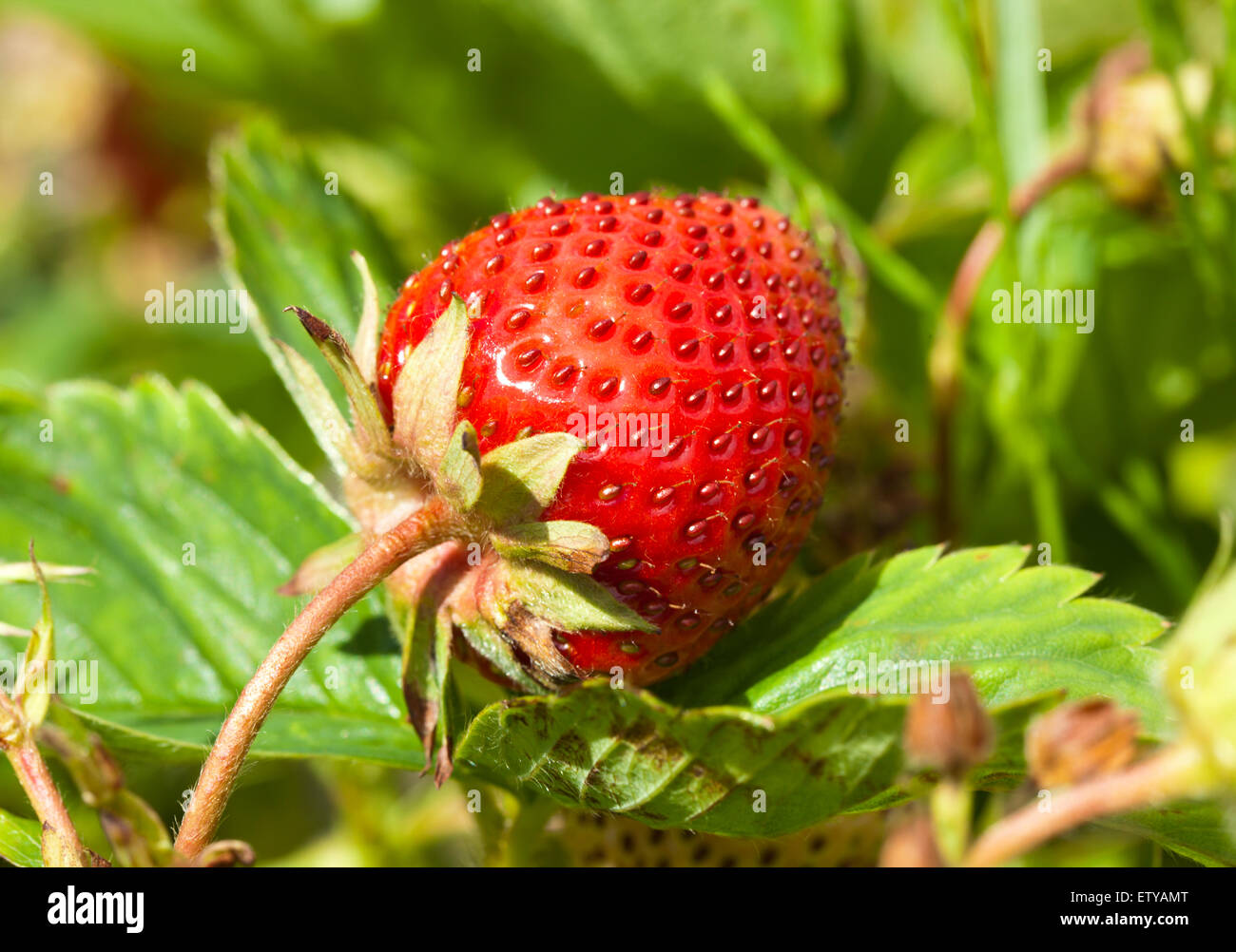 ripe strawberry on its plant Stock Photo - Alamy