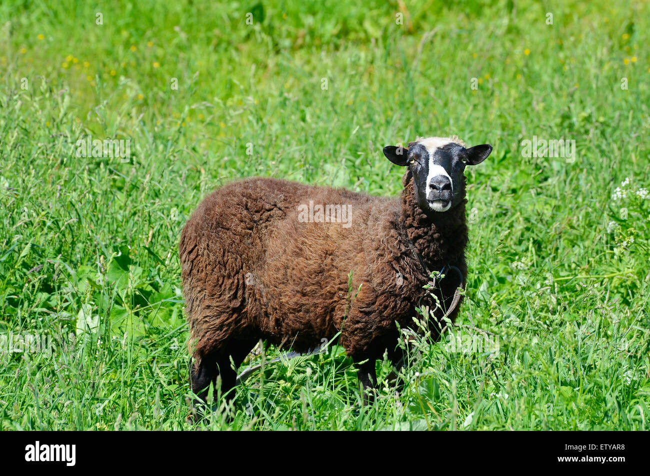 Sheep grazing in a meadow looking into the camera lens Stock Photo - Alamy