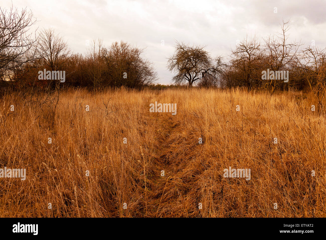 Stem dried high grass hi-res stock photography and images - Alamy