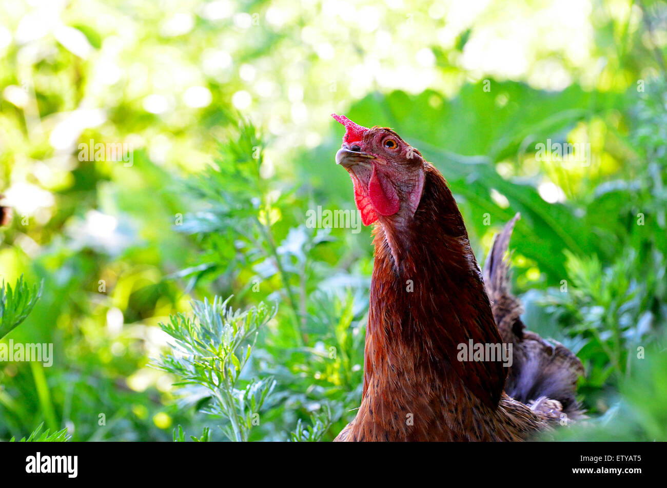 Portrait of a curious chicken on a grass background in the countryside ...