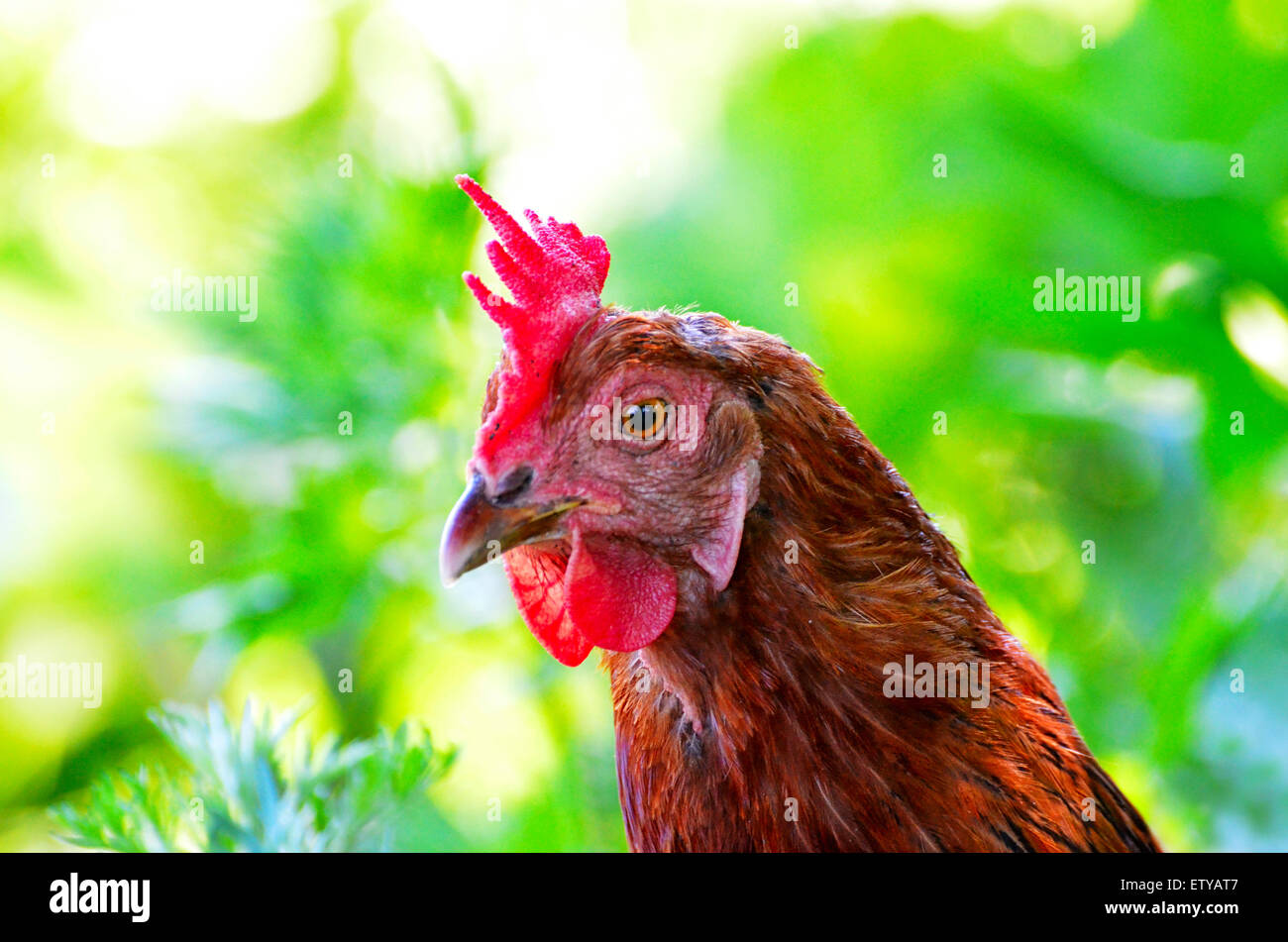 Portrait of a curious chicken on a grass background in the countryside ...