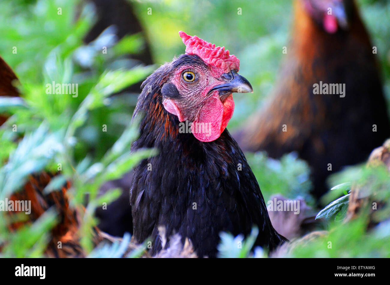 Portrait chicken grazing in the tall grass on a summer meadow on a ...