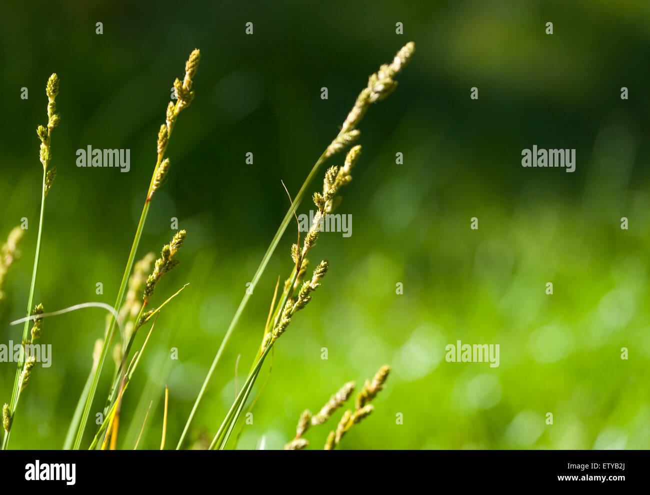 Grass weed hi-res stock photography and images - Alamy