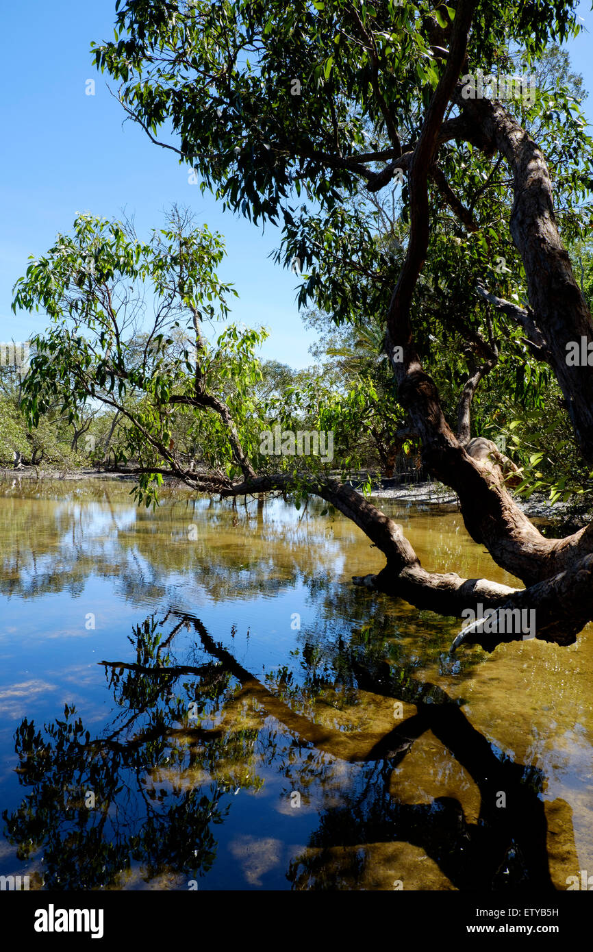 At Myora Springs Stock Photo - Alamy