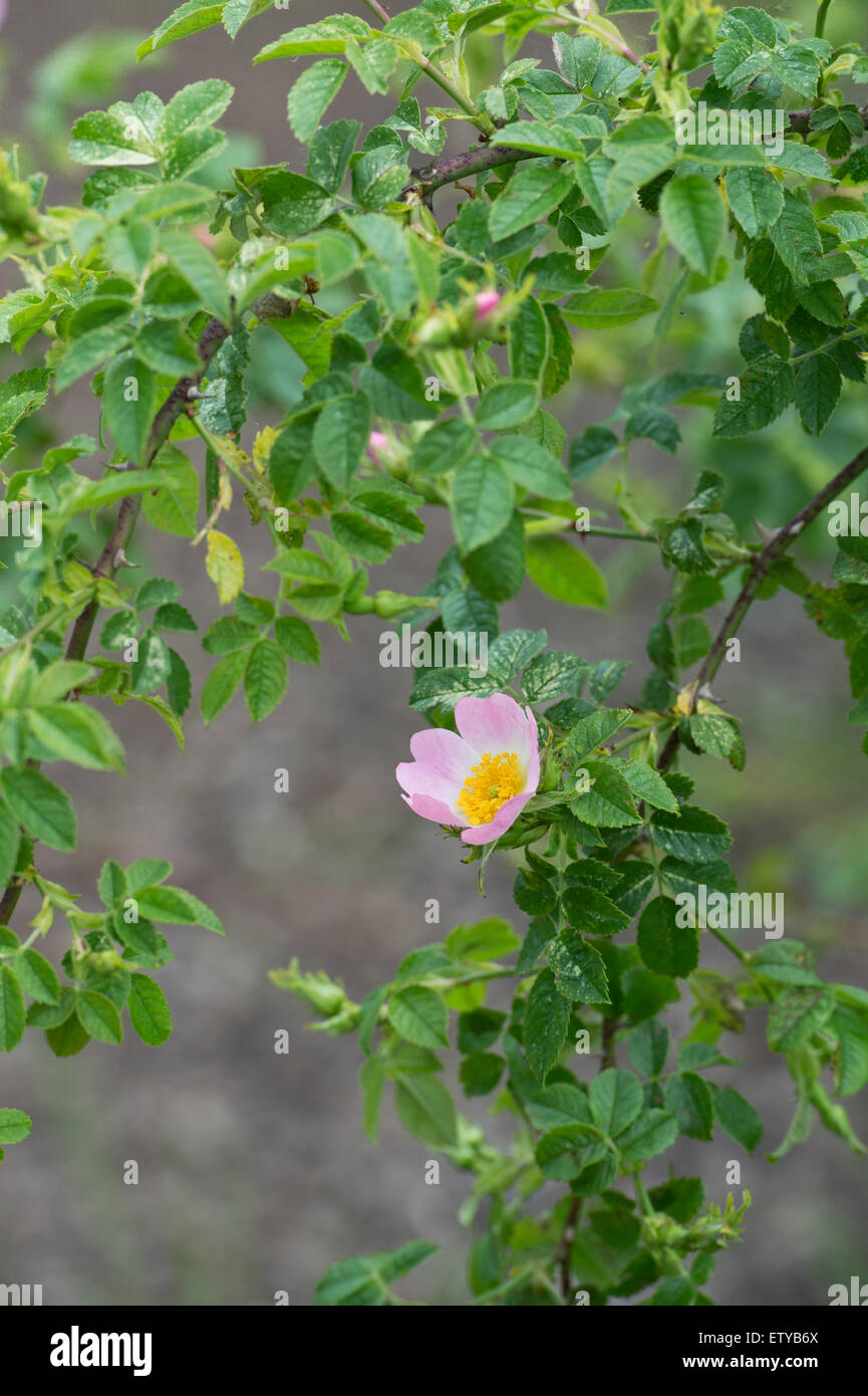 Rosa canina. Dog Rose flower in an English garden Stock Photo - Alamy