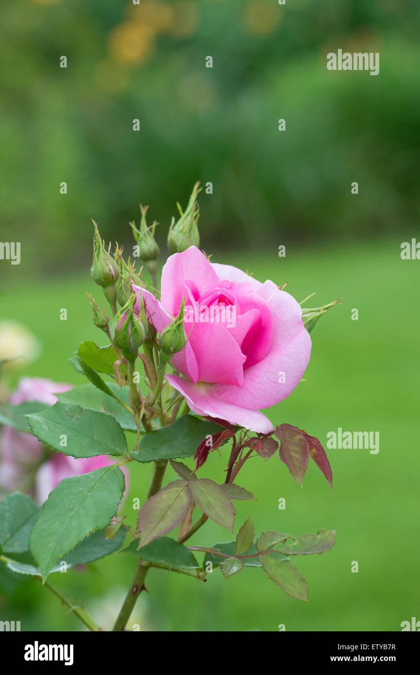 Rosa Cariad. Pink rose, David Austin roses Stock Photo - Alamy