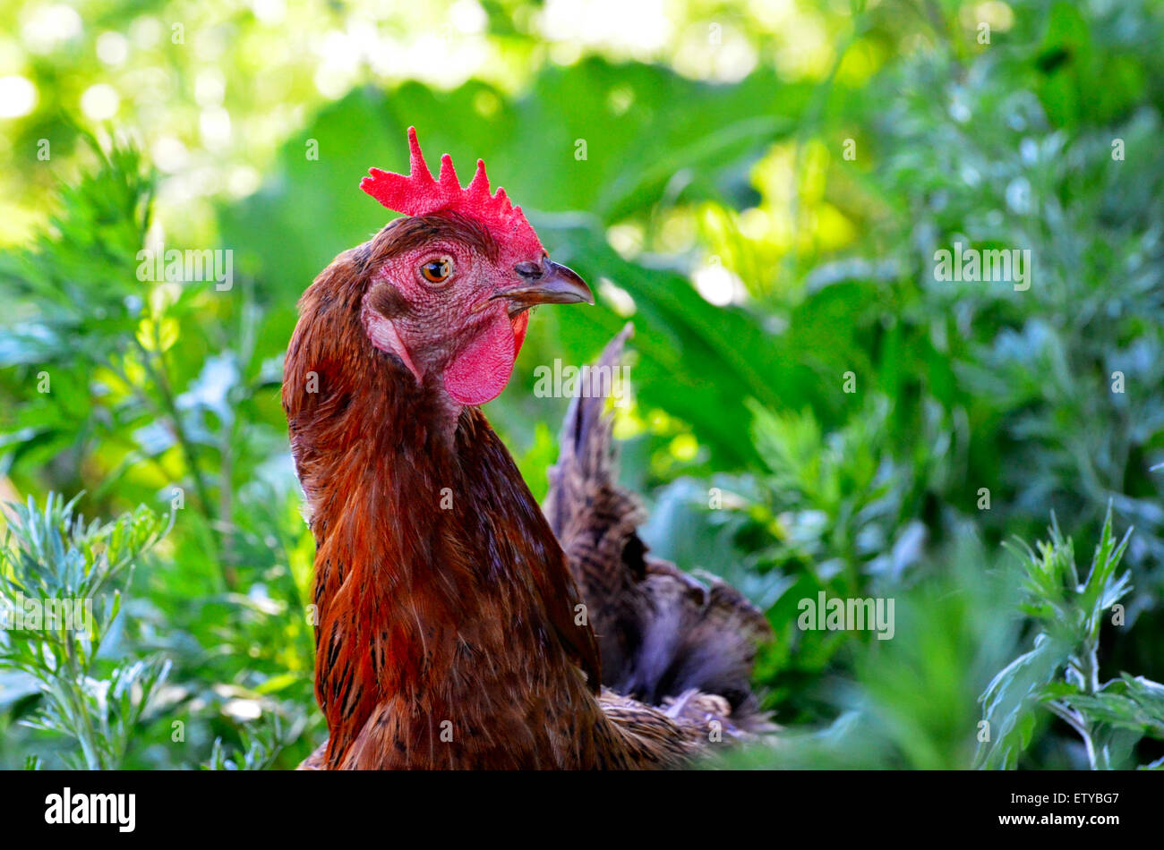 Portrait of a curious chicken on a grass background in the countryside ...