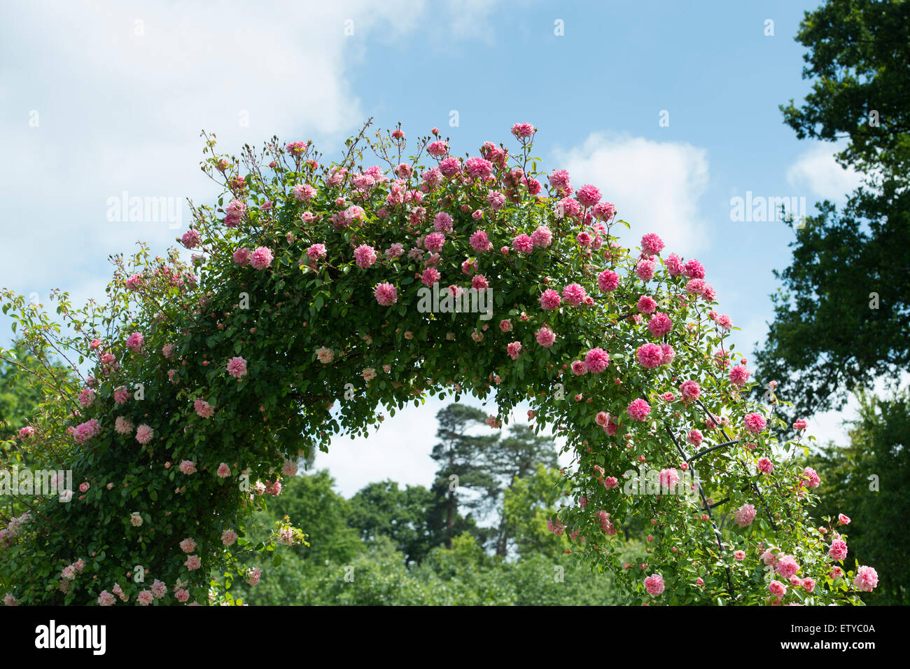 Rosa 'Paul Transon'. Rose archway at RHS Wisley Gardens. Surrey ...