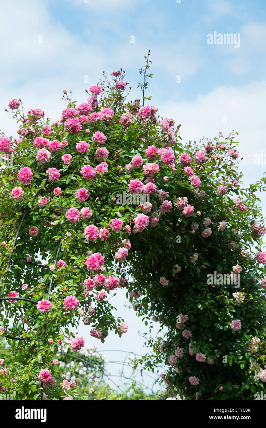 Rose garden arch hi-res stock photography and images - Alamy