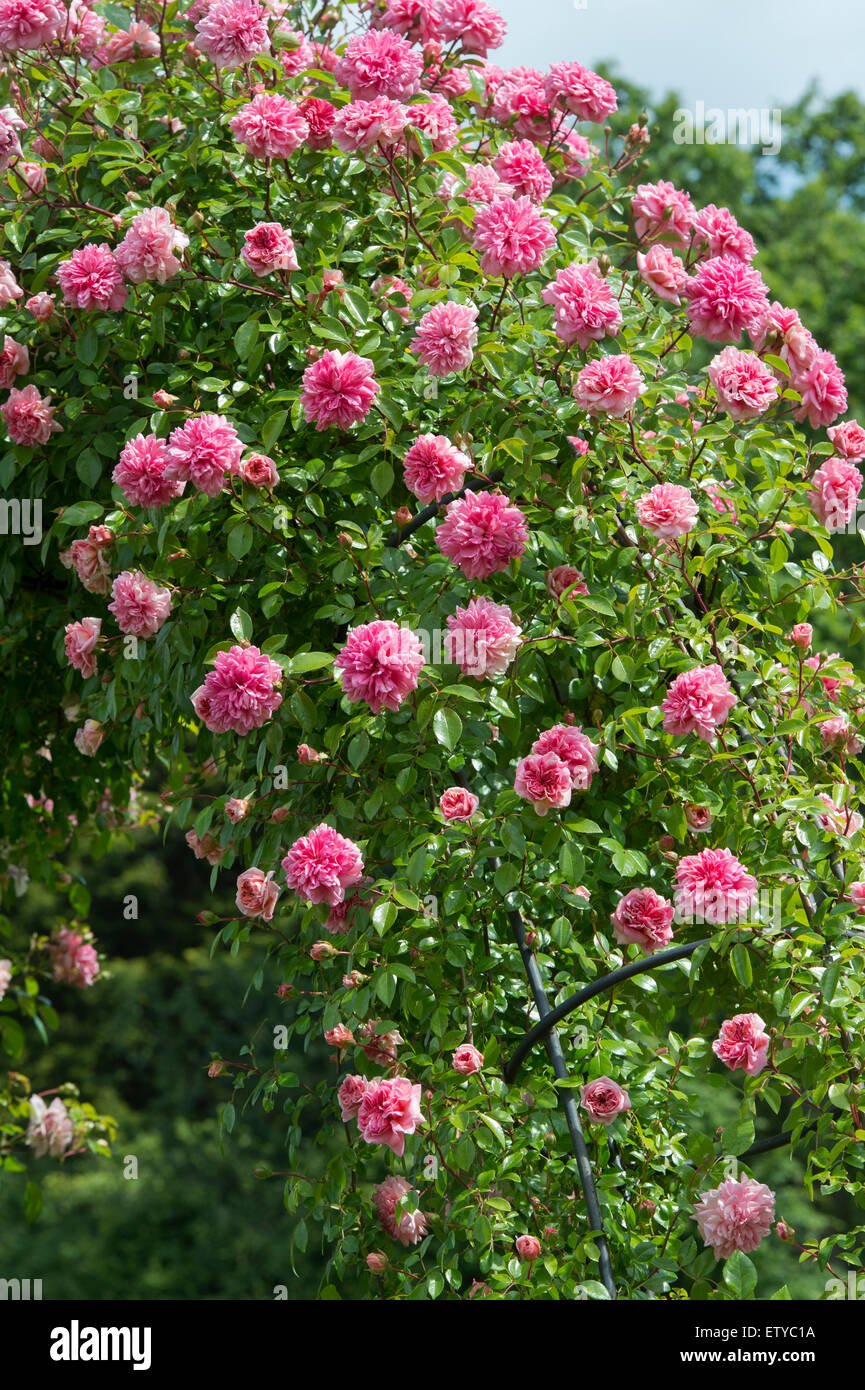 Rosa 'Paul Transon'. Rose archway at RHS Wisley Gardens. Surrey ...