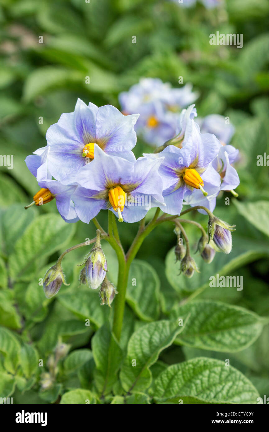 Blue flowers of potato Blue Congo Stock Photo - Alamy