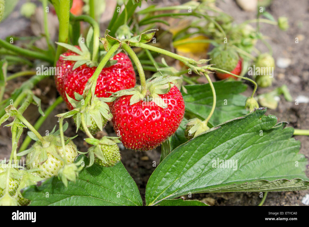 Strawberry plants with ripe, red strawberries Stock Photo - Alamy