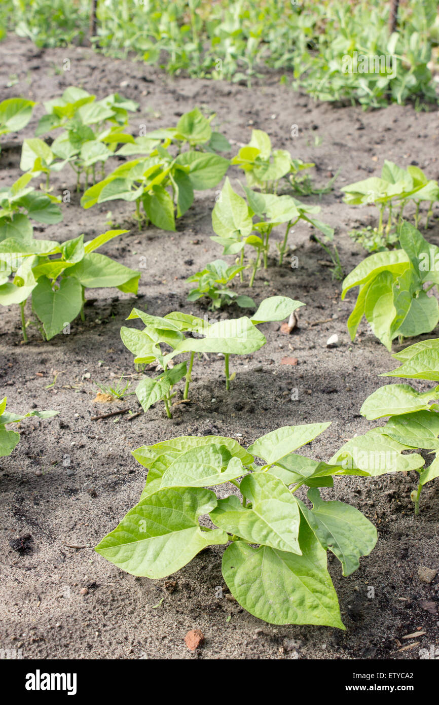 Vegetable bed with young bean plants Stock Photo - Alamy
