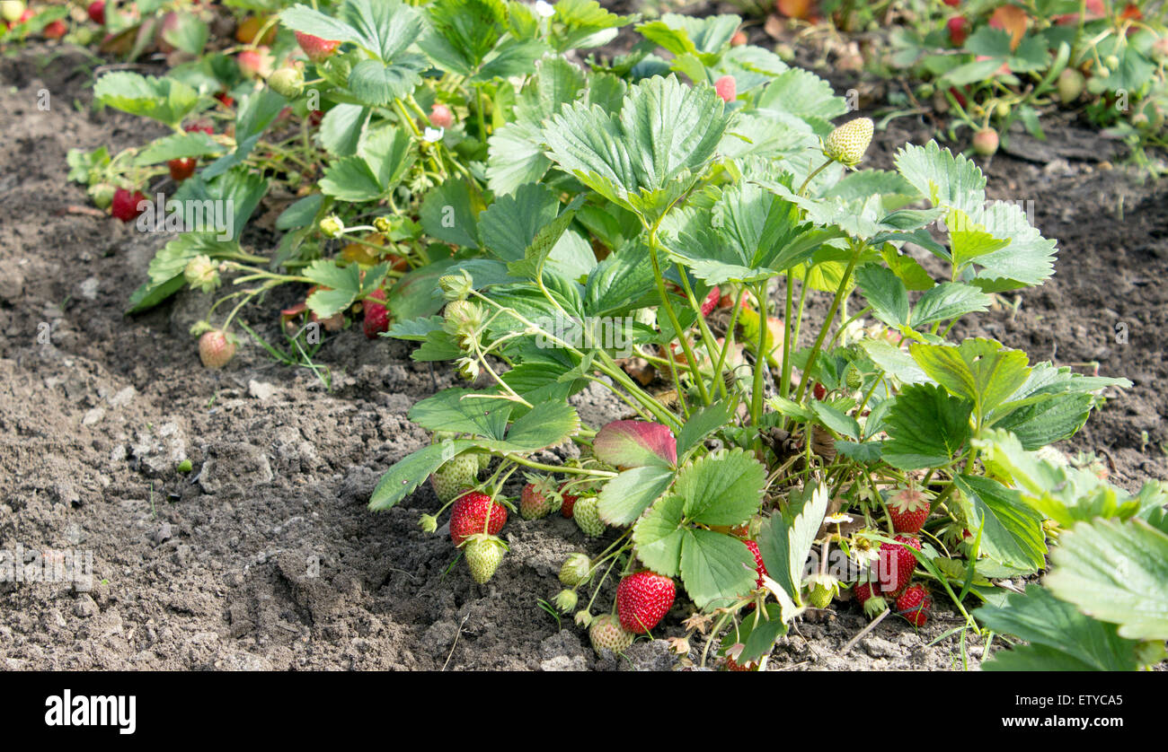 Strawberry plants with ripe, red strawberries Stock Photo - Alamy