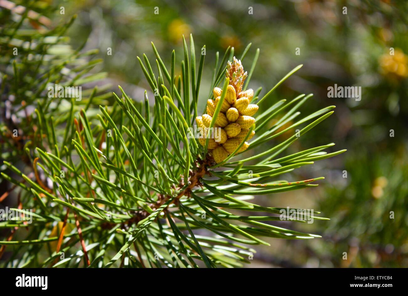 Pine tree branch Stock Photo - Alamy