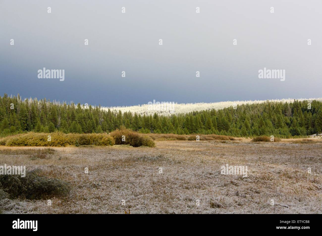 The first frost hi-res stock photography and images - Alamy
