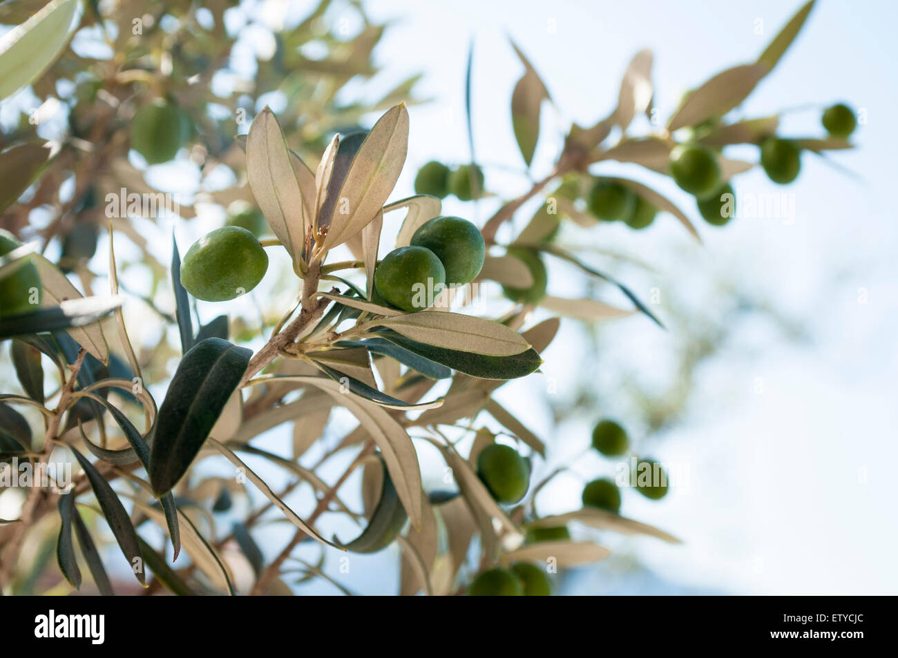 Olive tree plant hi-res stock photography and images - Alamy