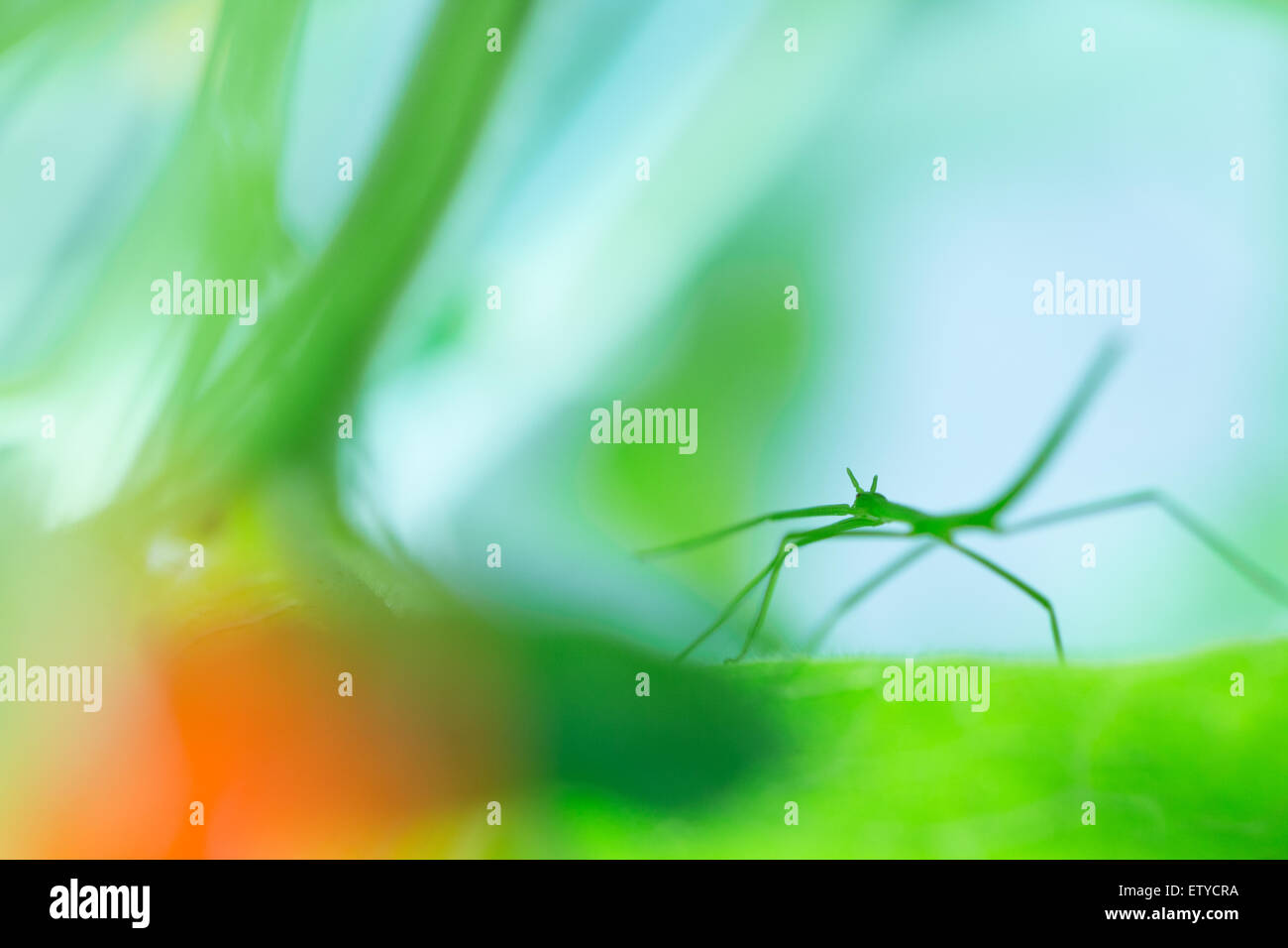 Walking stick insect green hi-res stock photography and images - Alamy