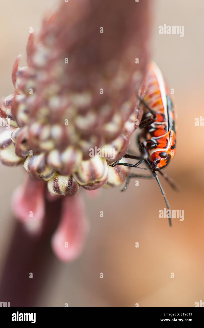 Bug life hi-res stock photography and images - Alamy