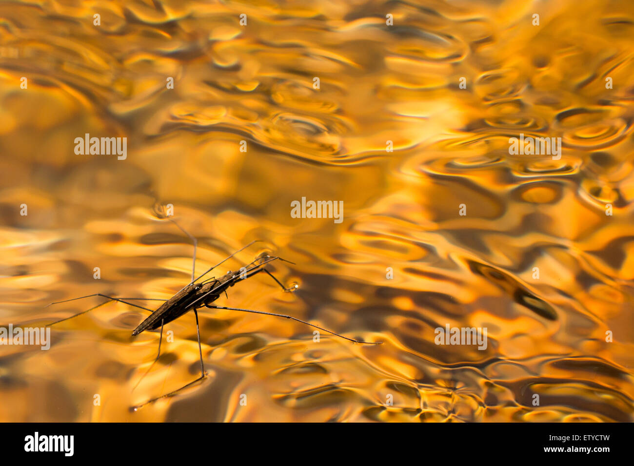 Water striders mating in river with golden reflections Stock Photo - Alamy
