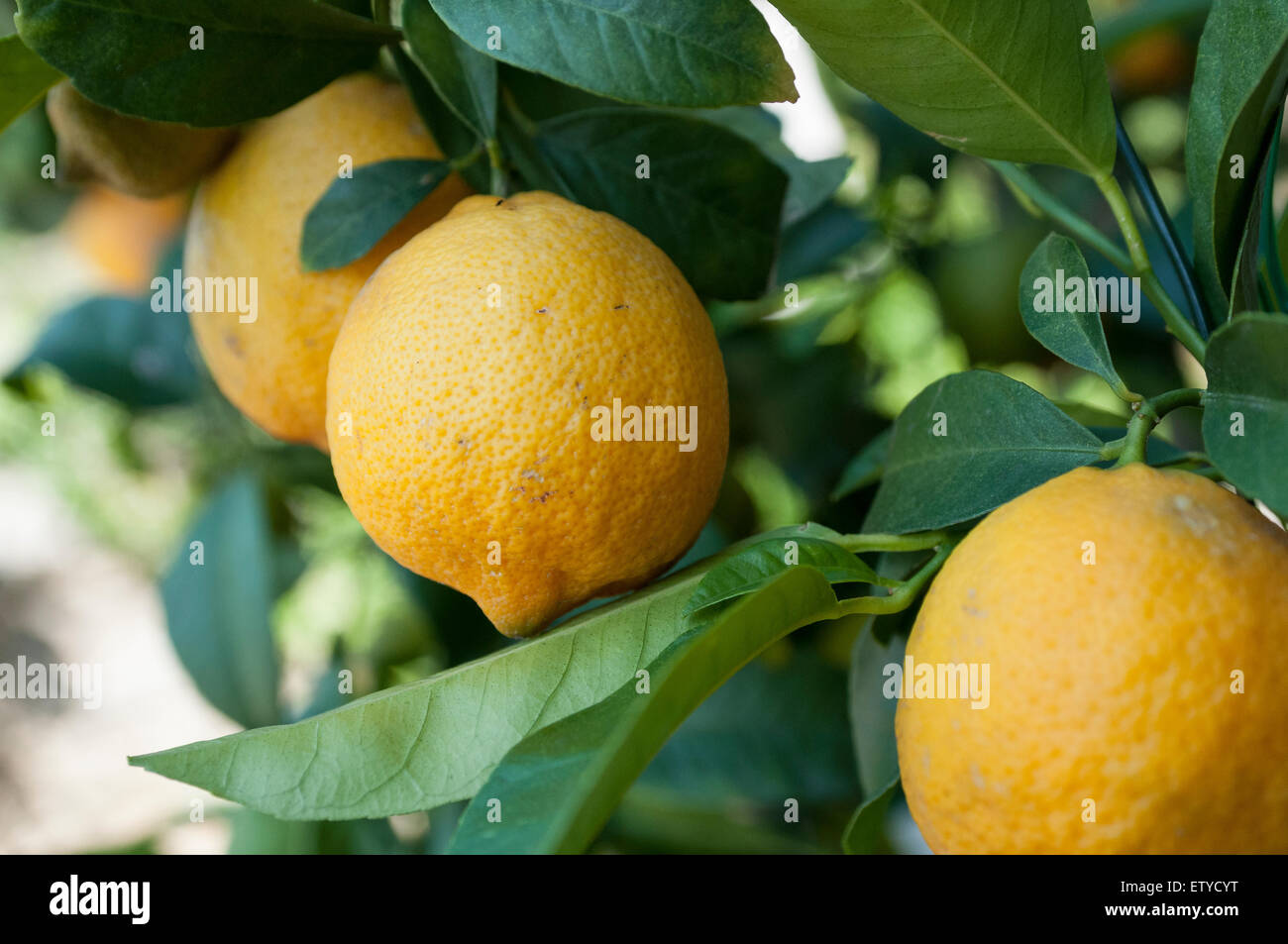 Lemon tree foliage hi-res stock photography and images - Alamy