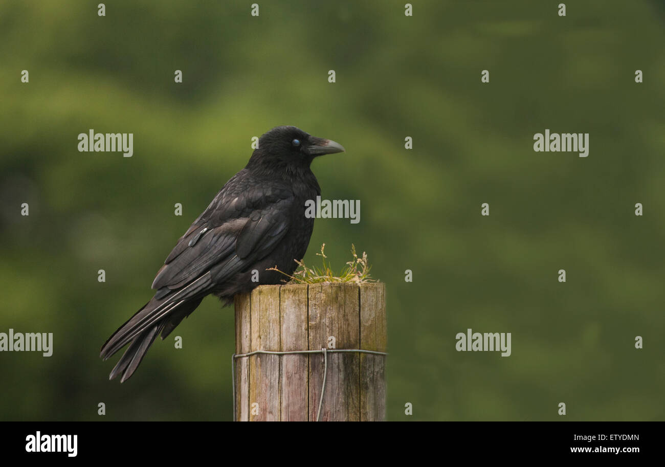 Crow blinking its eye Stock Photo - Alamy