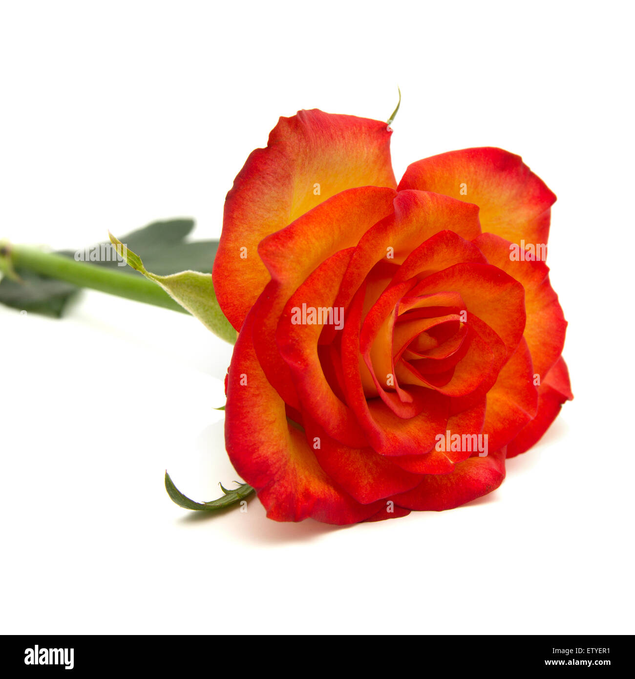 variegated orange and yellow rose isolated on white background Stock ...
