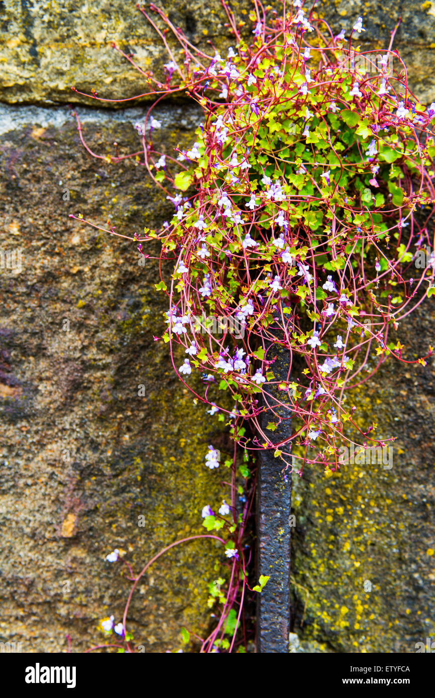 Rock wall flowers hi-res stock photography and images - Alamy