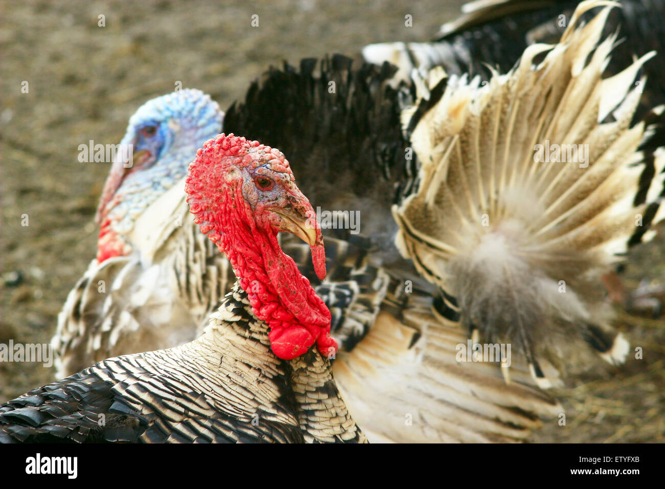 turkey's red head close-up with suspended nose Stock Photo - Alamy