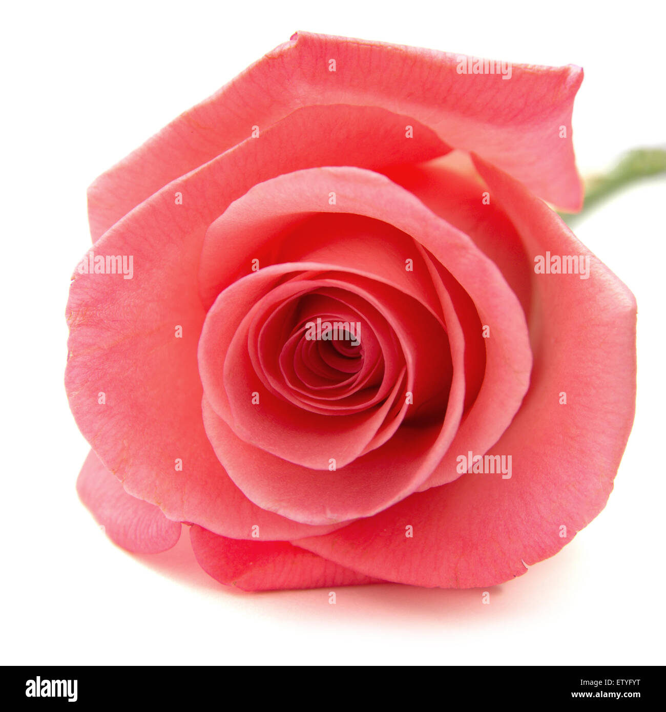 gentle pink rose isolated on white background Stock Photo - Alamy