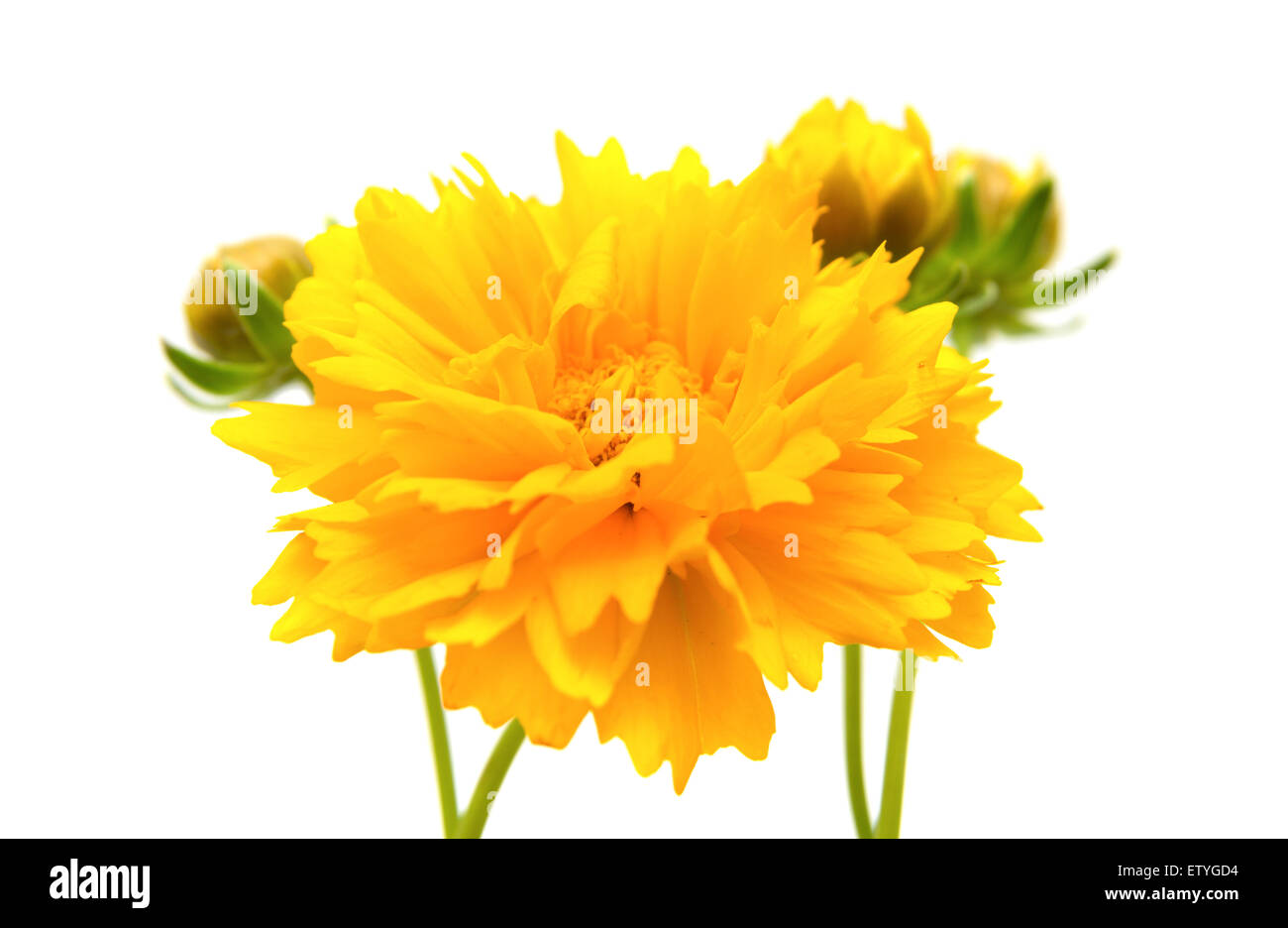 yellow-orange Coreopsis flower isolated on white background Stock Photo ...