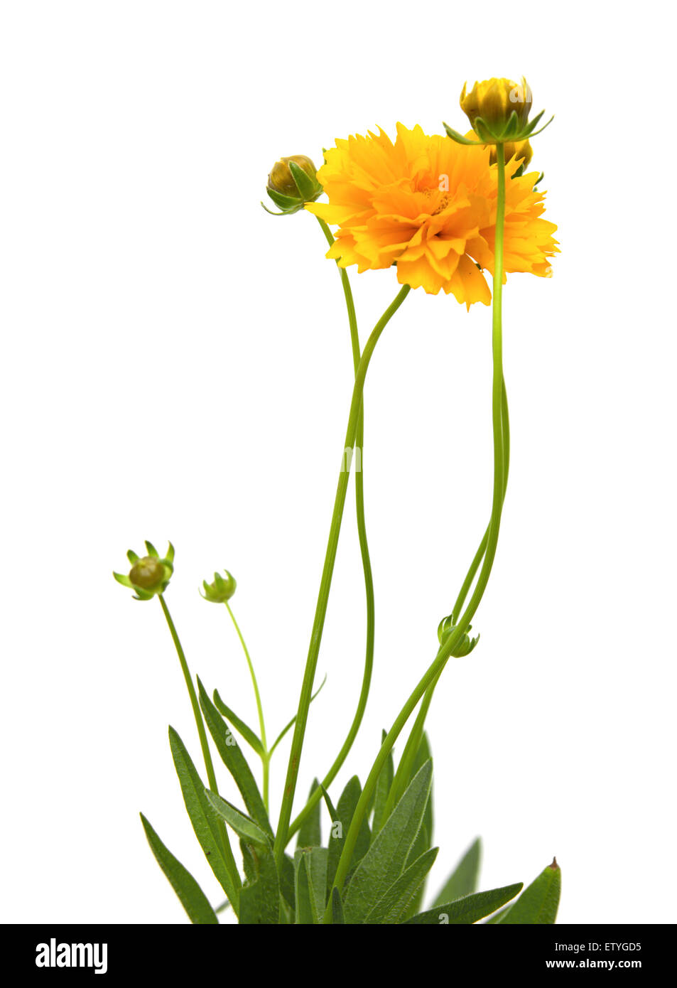 yellow-orange Coreopsis flower isolated on white background Stock Photo ...