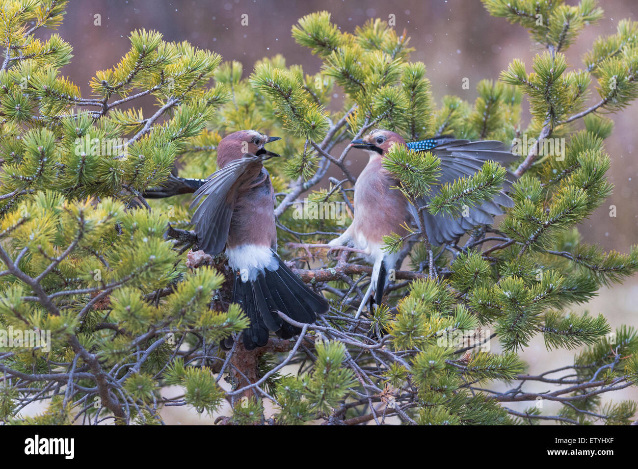 Eurasian Jay Flying High Resolution Stock Photography and Images - Alamy