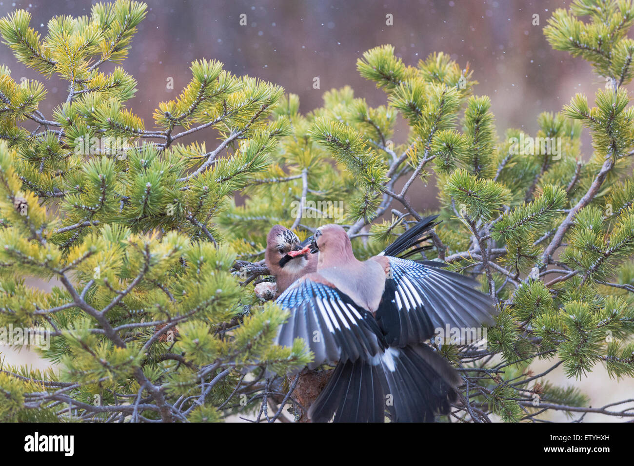 Jay fighting hi-res stock photography and images - Alamy