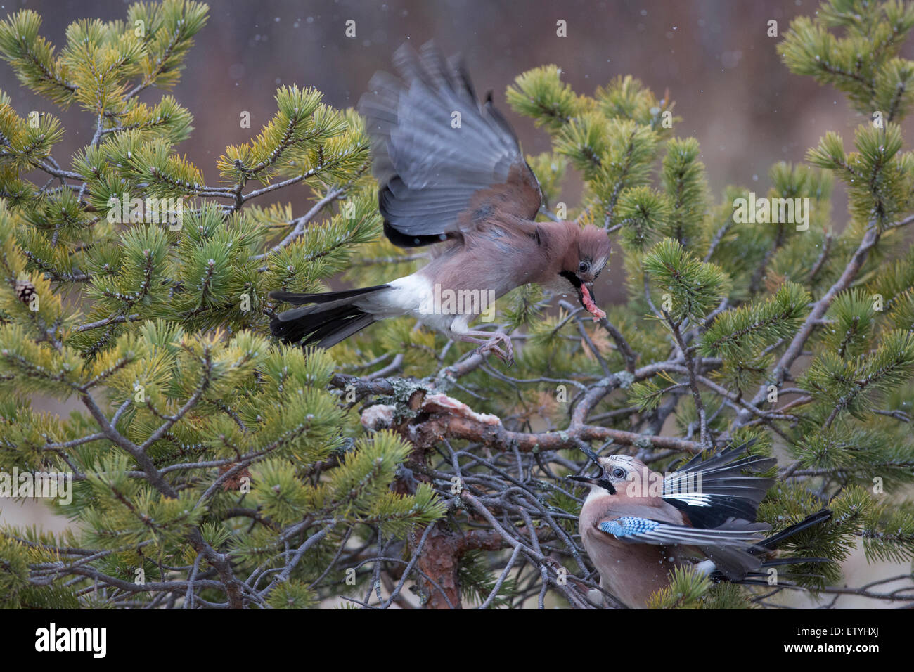 Animals fighting over food hi-res stock photography and images - Alamy