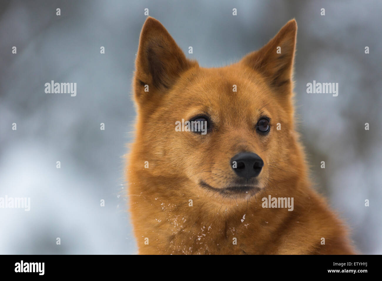 Finnish spets hi-res stock photography and images - Alamy